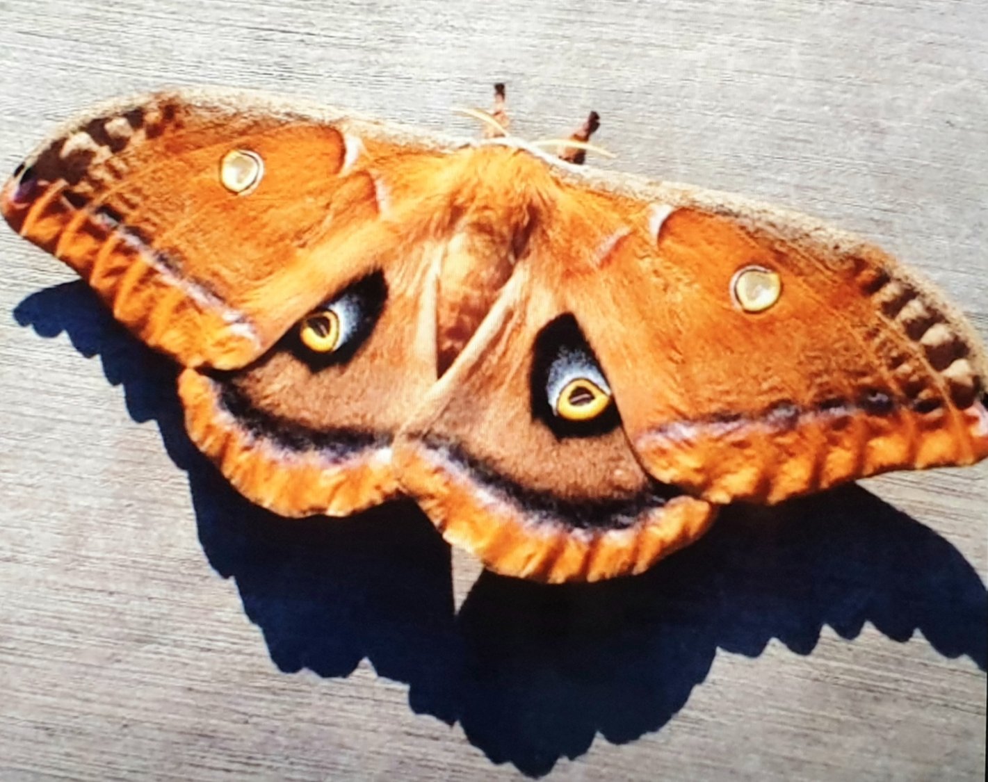 Solve SHAMAN MOTH jigsaw puzzle online with 20 pieces