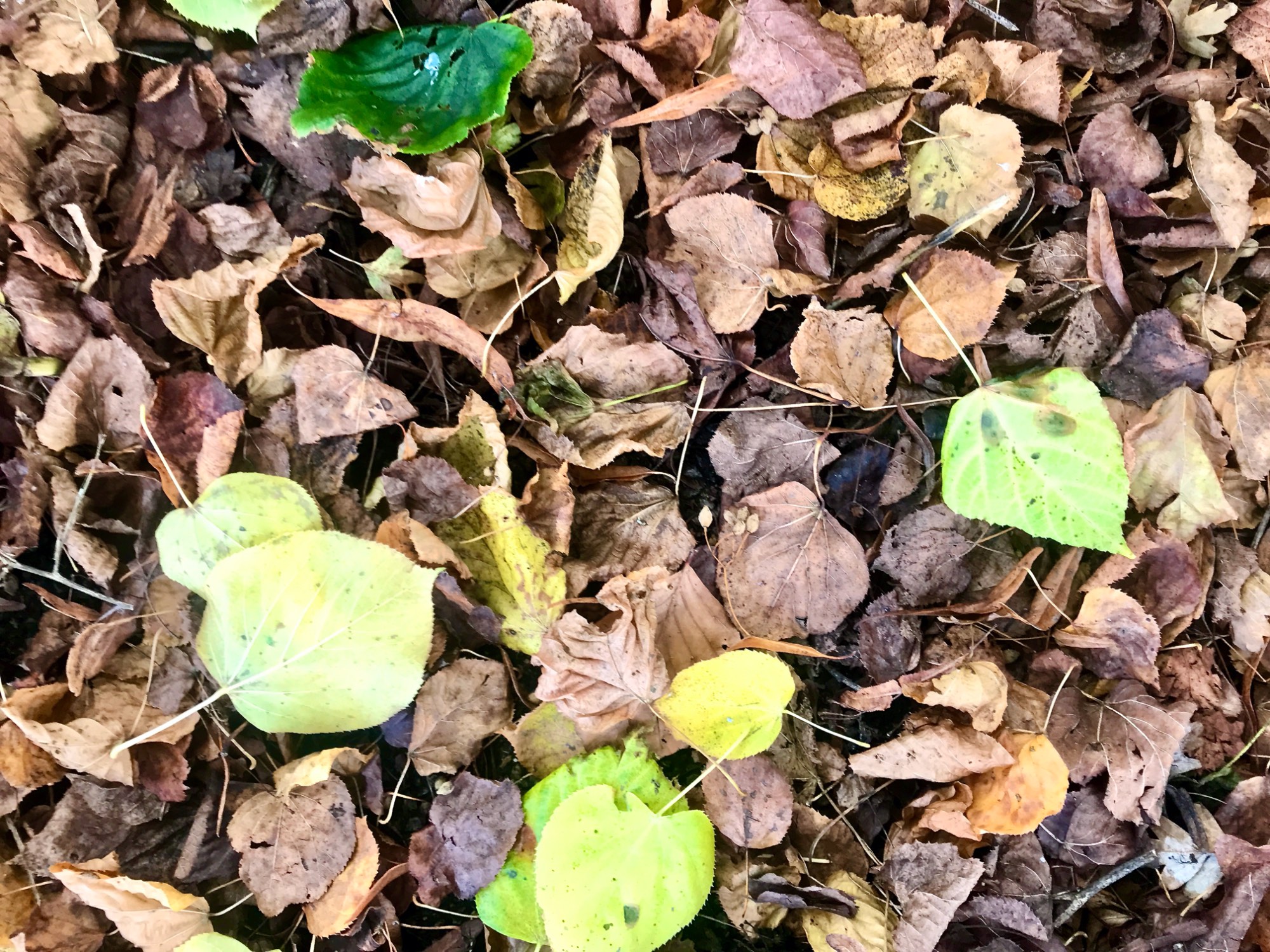 Solve Autumn Leaf Challenge jigsaw puzzle online with 99 pieces