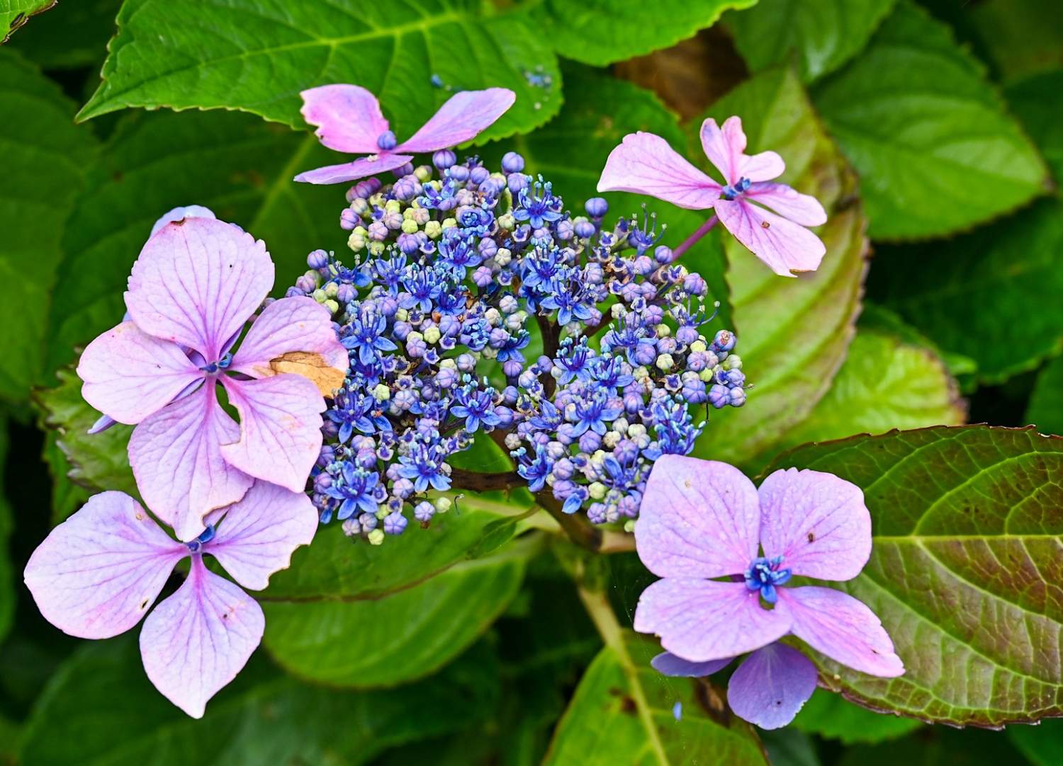 Solve Lacecap Hydrangea in Anna's garden on the family farm near Mulroy ...