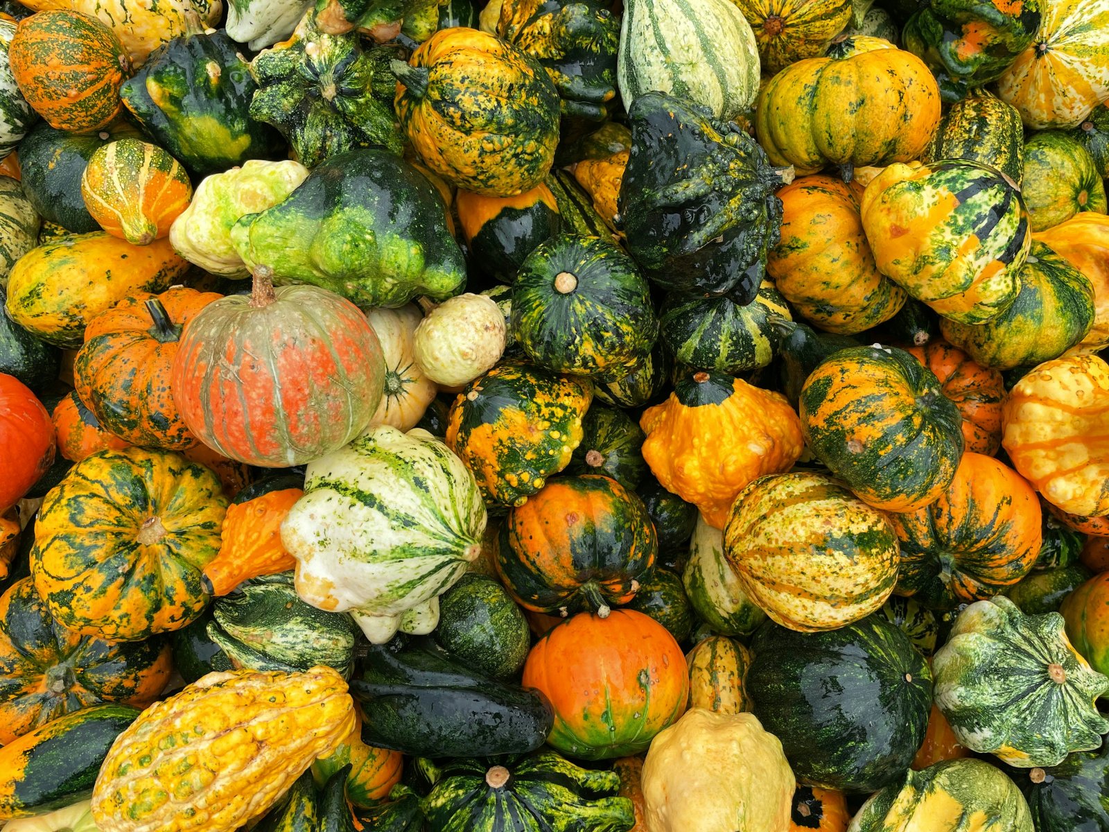 Solve Pumpkins, squash and gourds jigsaw puzzle online with 48 pieces