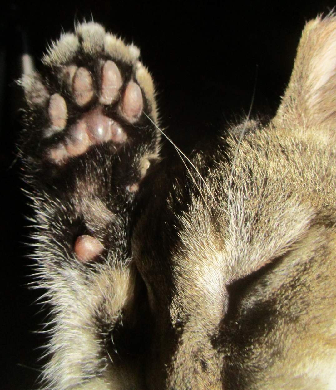 Solve PInk toes jigsaw puzzle online with 90 pieces