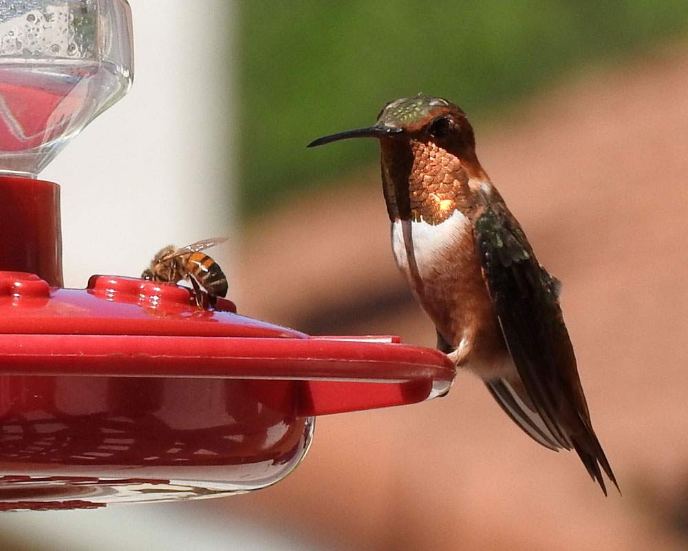 Solve Mr. Hummer has learned to share! jigsaw puzzle online with 30 pieces