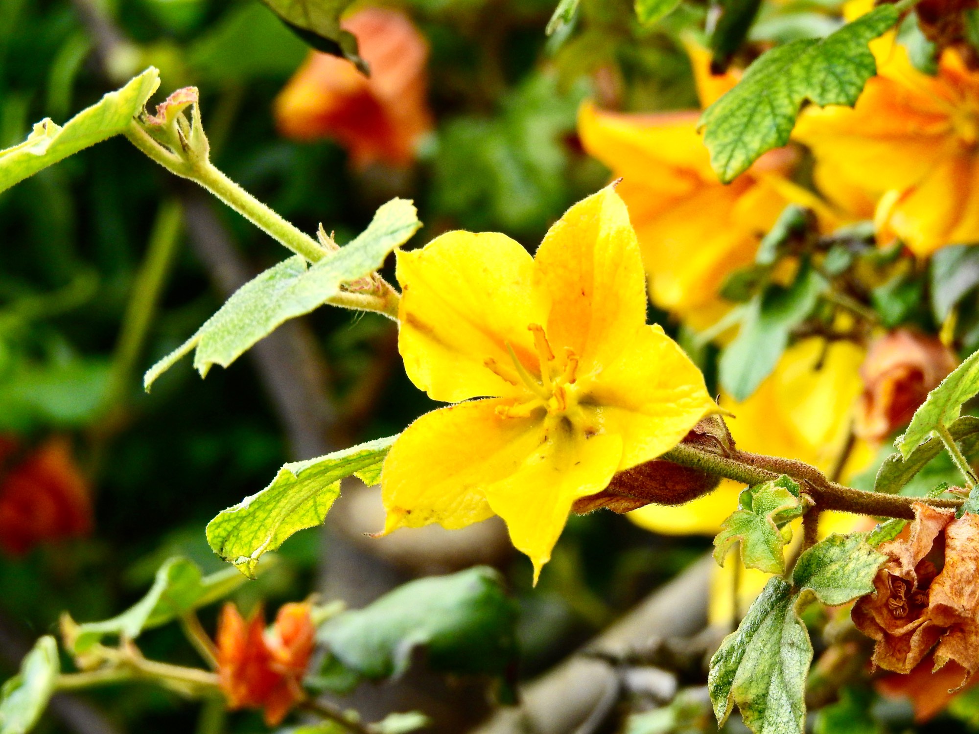 Solve Back Garden Stuff. Californian Flannel Bush jigsaw puzzle online ...