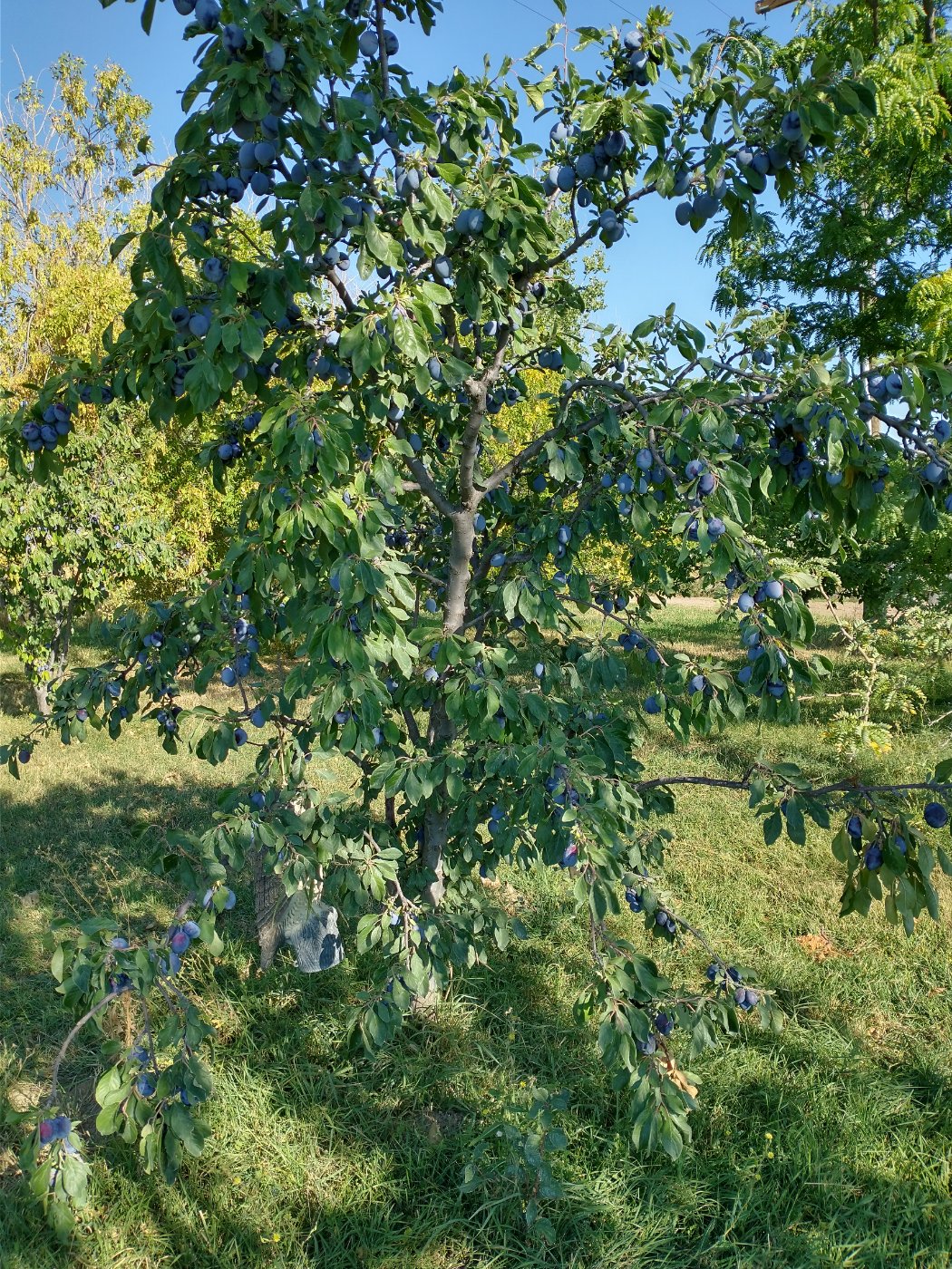 Solve Freestone plums, good year jigsaw puzzle online with 35 pieces