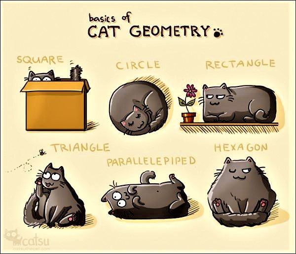 Solve Basics of Cat Geometry jigsaw puzzle online with 12 pieces