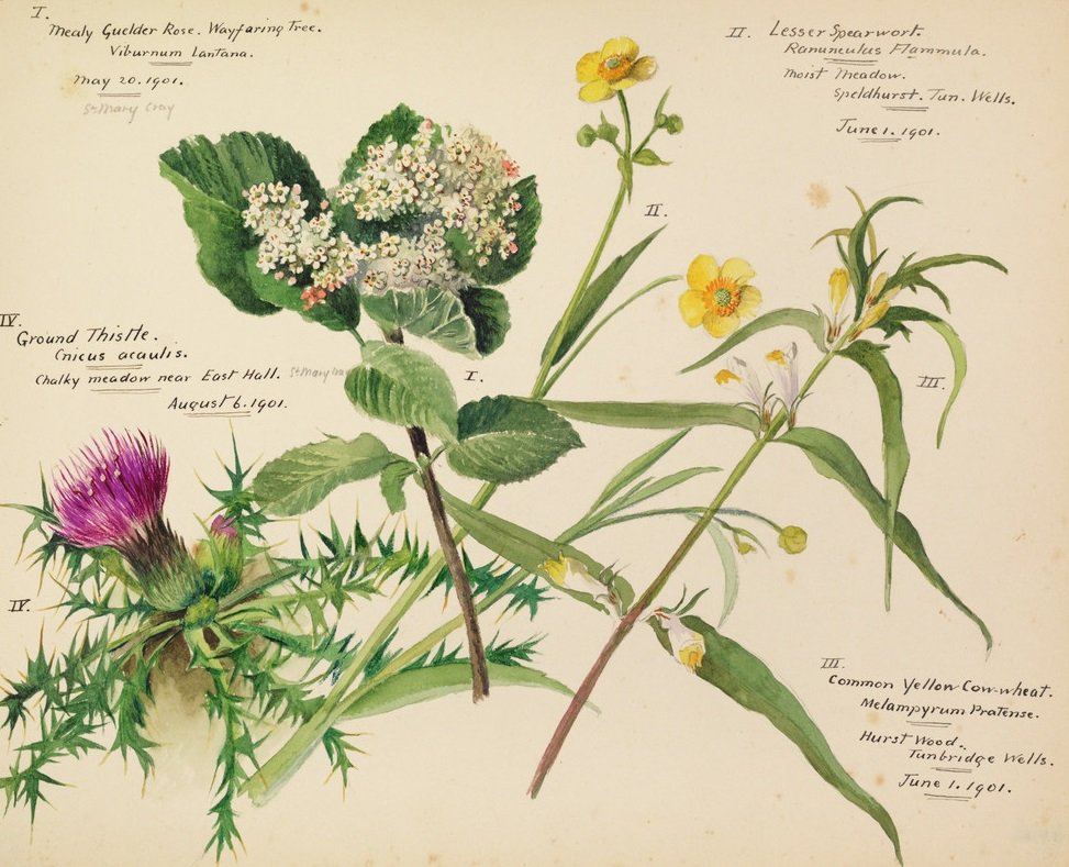 Solve Botanical Wildflower Drawings by Lilian Snelling UK jigsaw puzzle ...