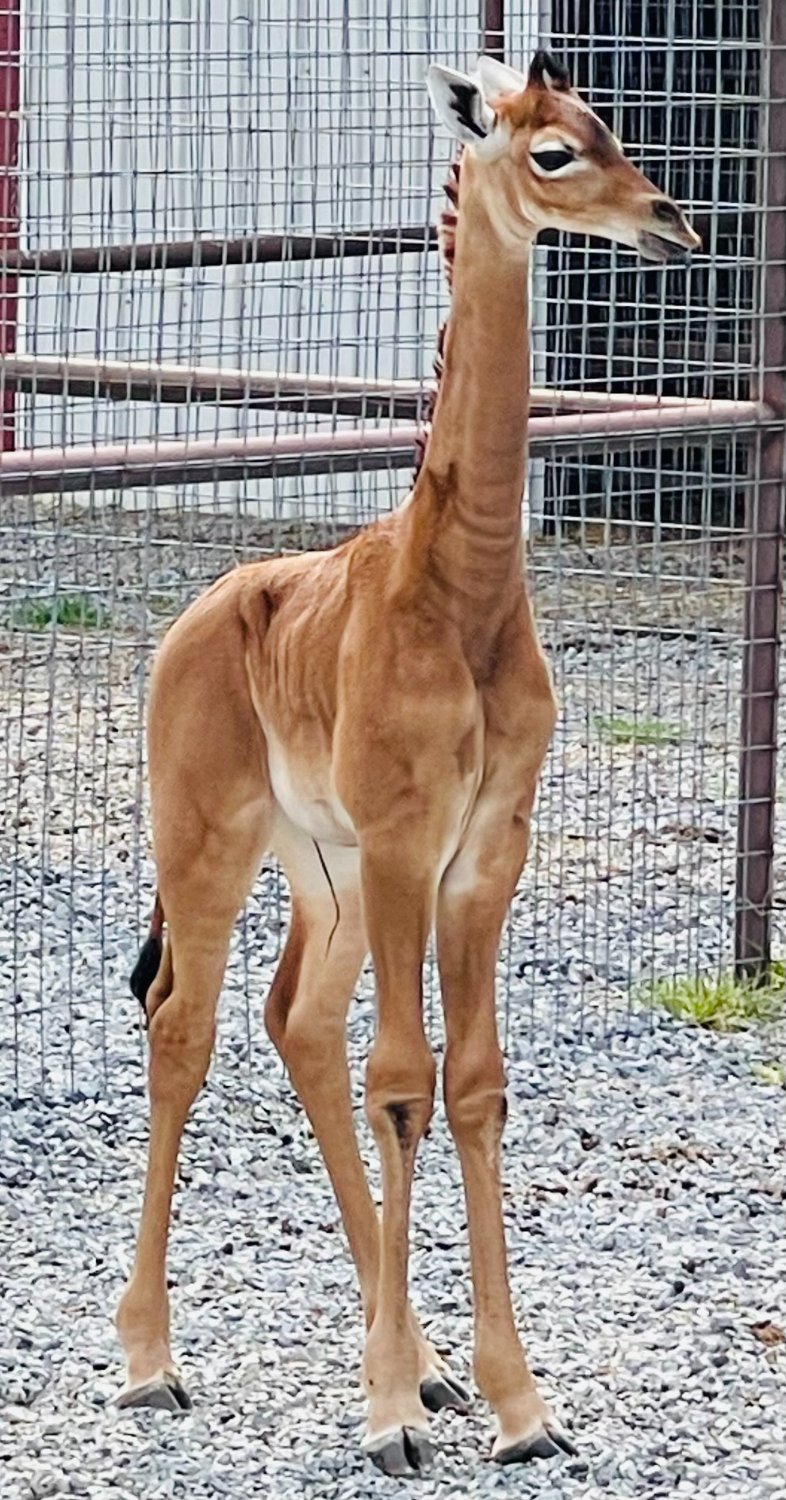 Solve Kipekee - Spotless Giraffe jigsaw puzzle online with 72 pieces