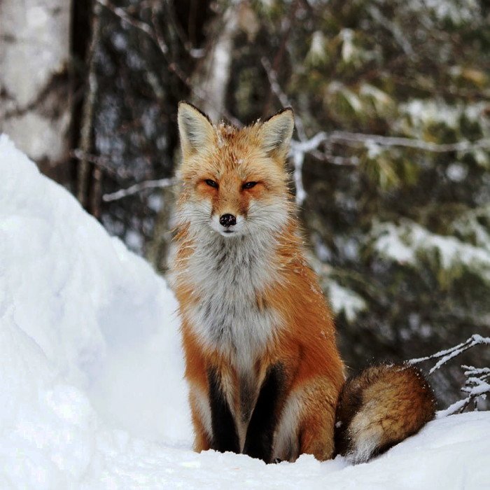 Solve I dub you "Rufus", for you are red. jigsaw puzzle online with 81 ...