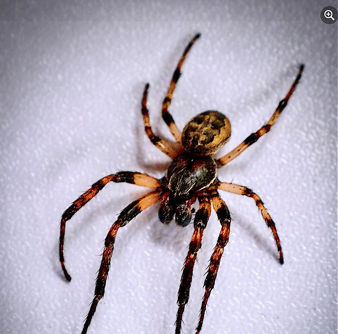 Solve spider jigsaw puzzle online with 121 pieces