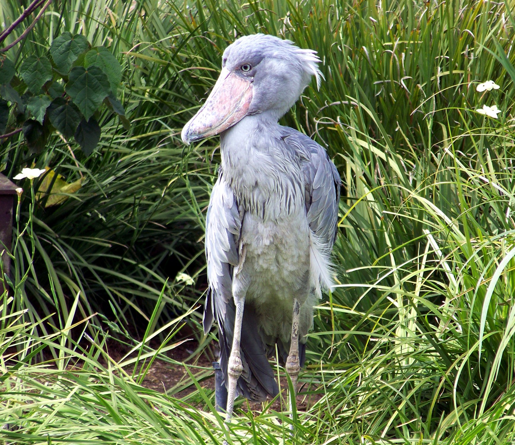 Solve Safari Park - Shoebill jigsaw puzzle online with 154 pieces