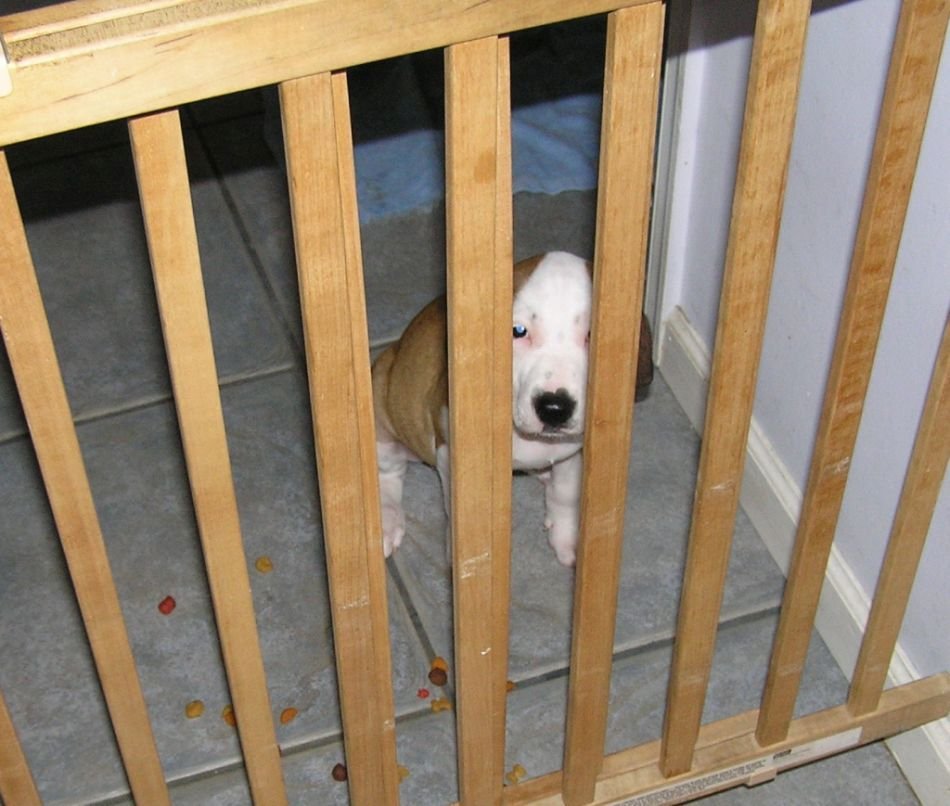 Solve Repost - Innocent until proven guilty jigsaw puzzle online with ...