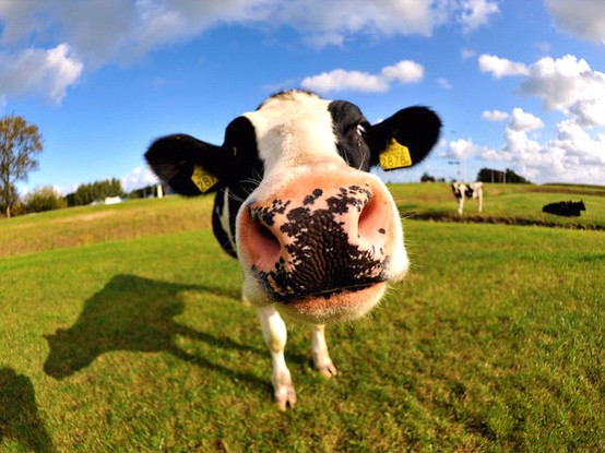 Solve Happy Cows Come From WISCONSIN!! jigsaw puzzle online with 88 pieces