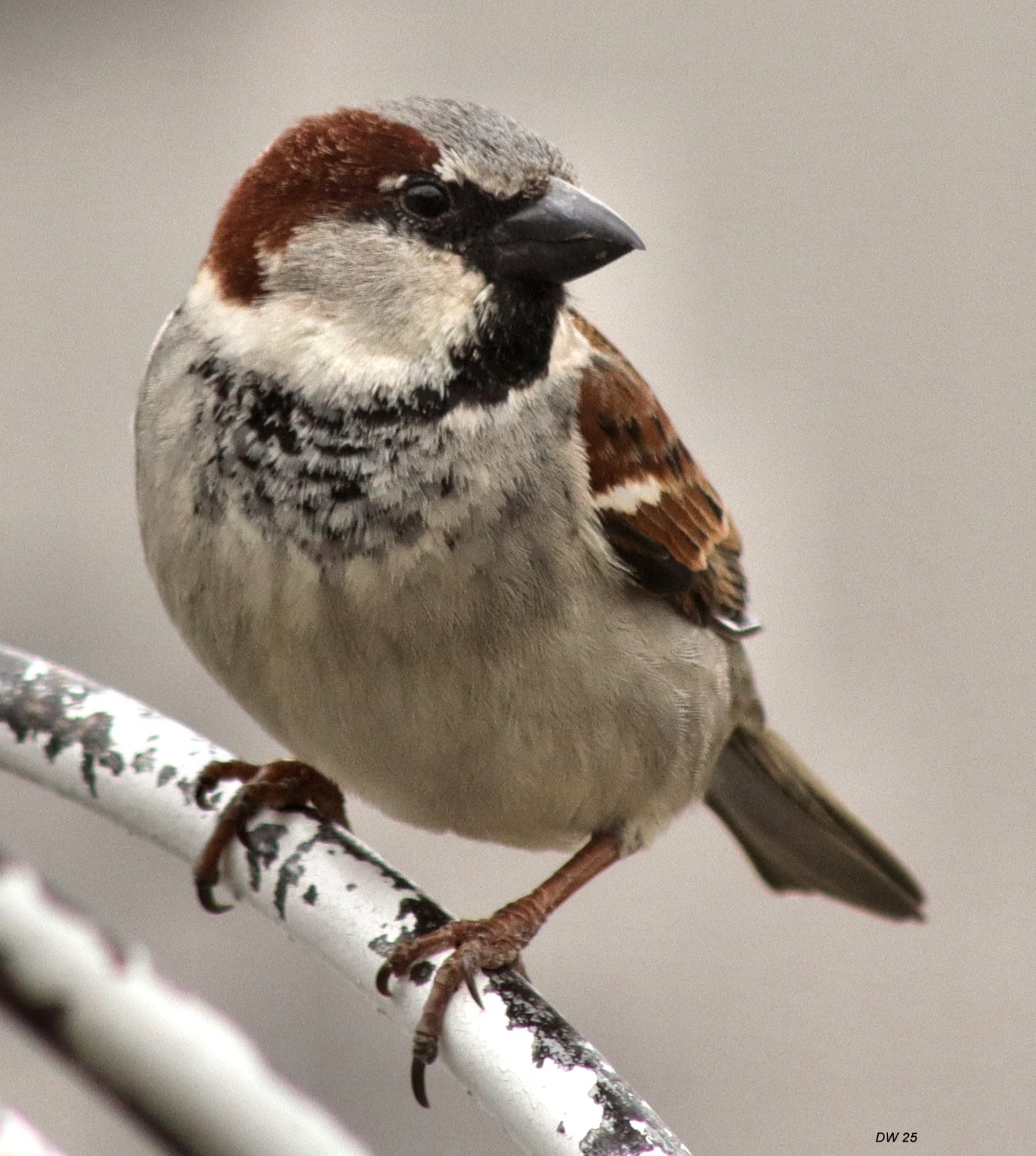Solve Sparrow jigsaw puzzle online with 182 pieces