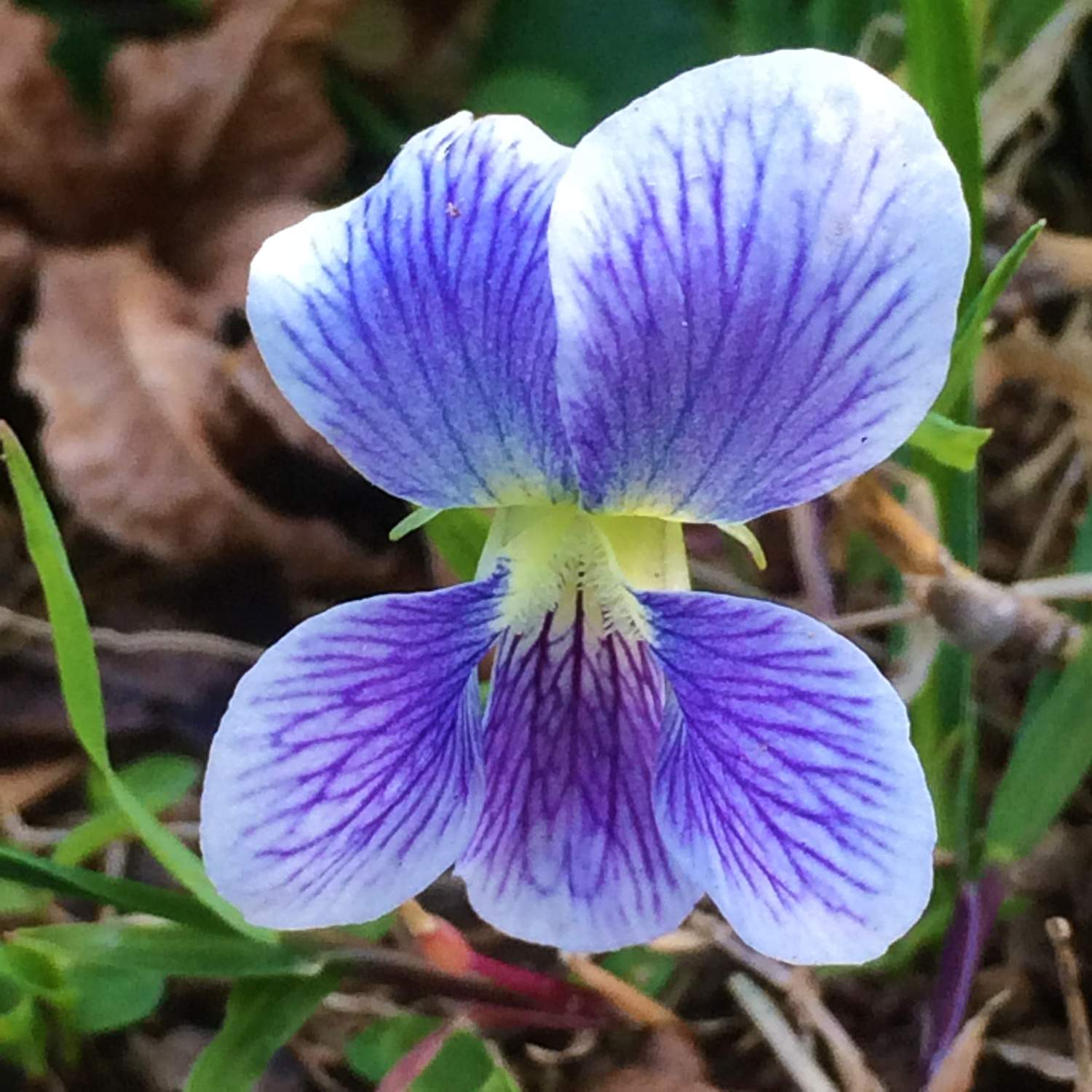 Solve intricate portrait--challenging jigsaw puzzle online with 600 pieces