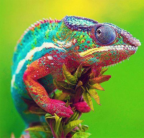 Jigsaw Puzzle | 64 pieces | Rainbow Gecko | Jigidi