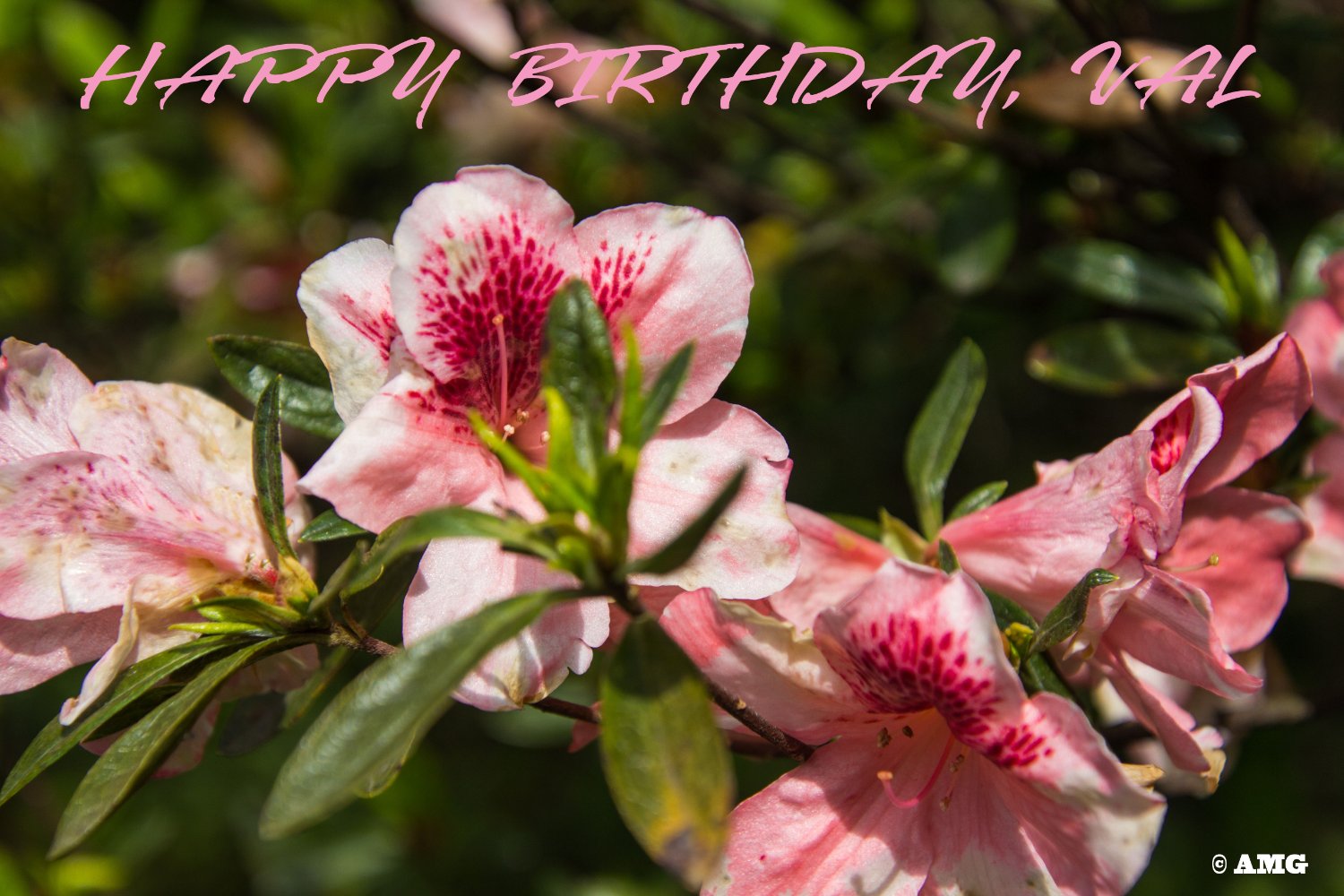 Solve Happy Birthday, Val jigsaw puzzle online with 12 pieces