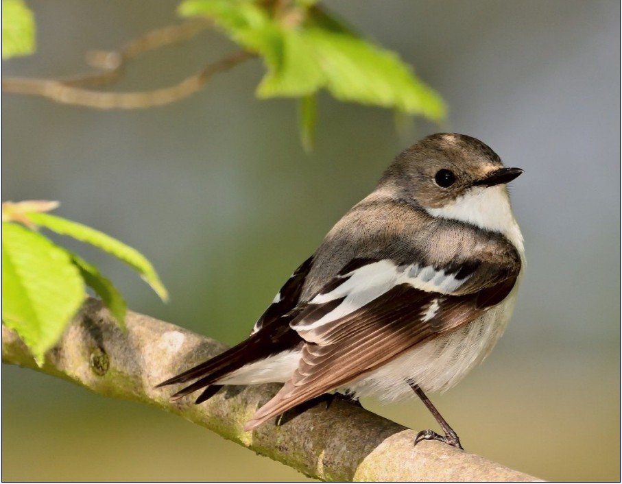 Solve Ptáček_Bird jigsaw puzzle online with 30 pieces
