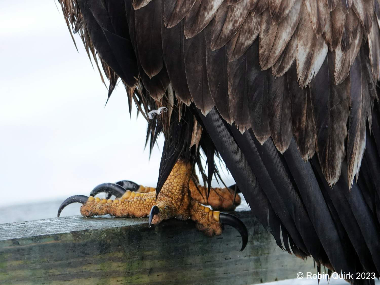 Solve Foot & Talons - An Juvenile Bald Eagle was seen resting at the ...
