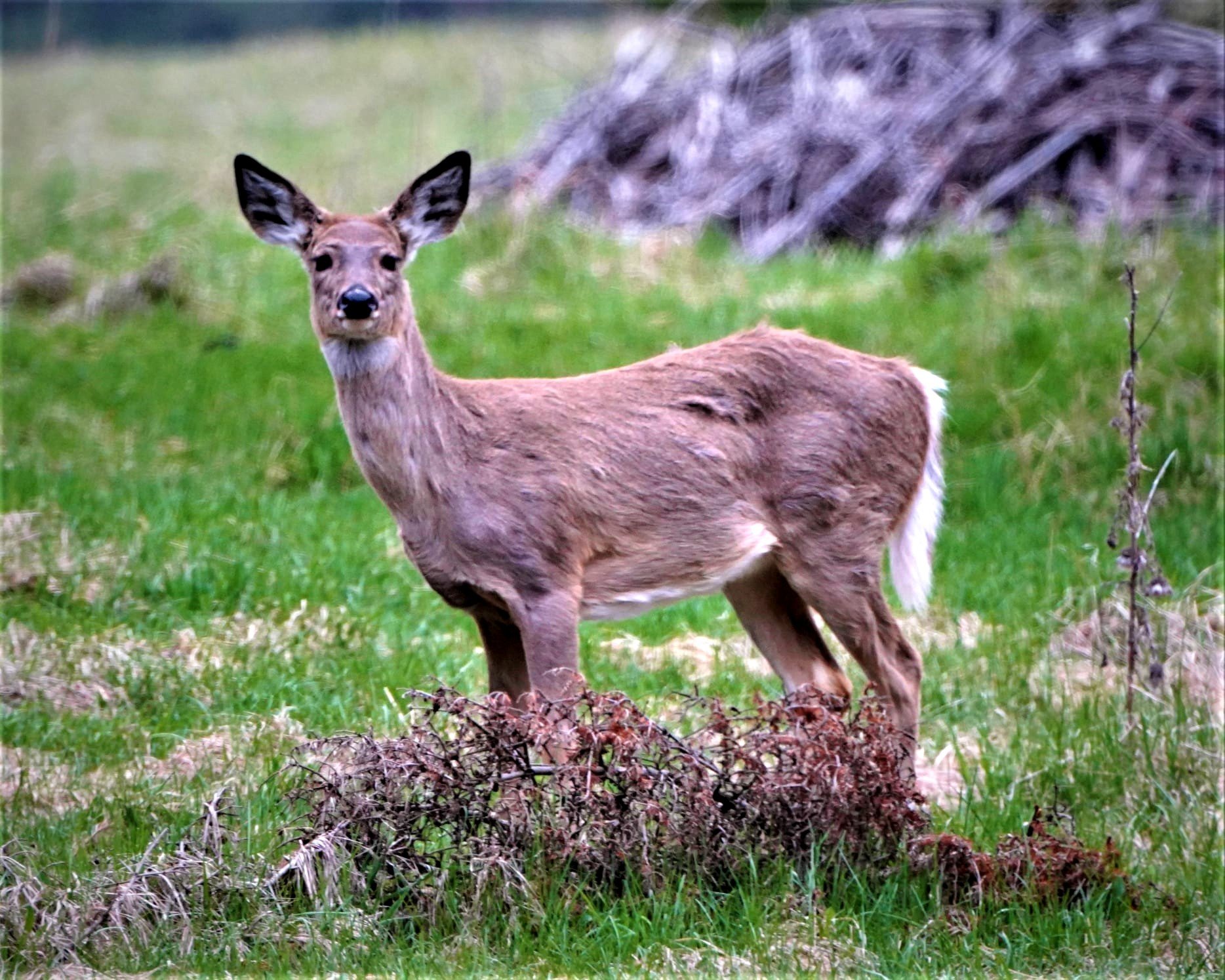 Solve Eye on me. jigsaw puzzle online with 252 pieces