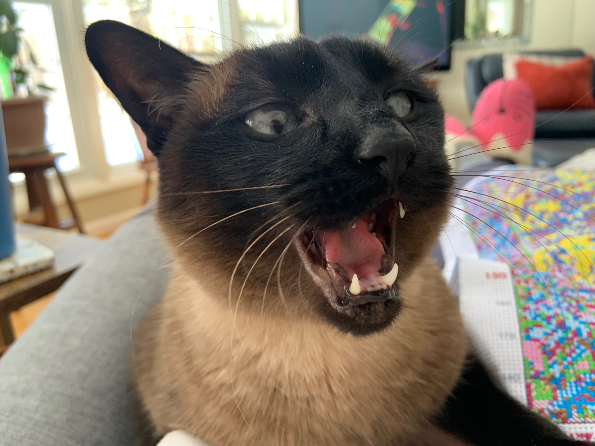 Solve IMG_3634 jigsaw puzzle online with 221 pieces