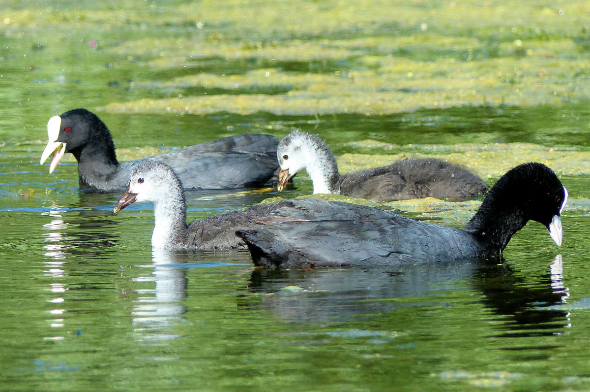 Solve happy coot family jigsaw puzzle online with 70 pieces