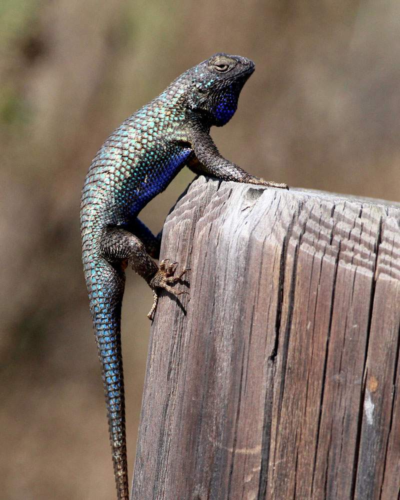 Solve Western Fence Lizard, aka Blue-Belly, Lagoon Trail, Del Mar ...
