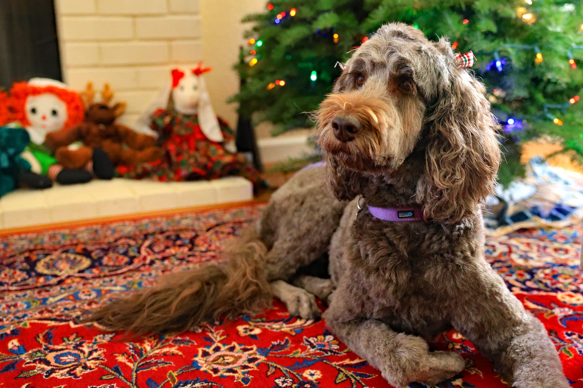 Solve Purple the Labradoodle jigsaw puzzle online with 96 pieces