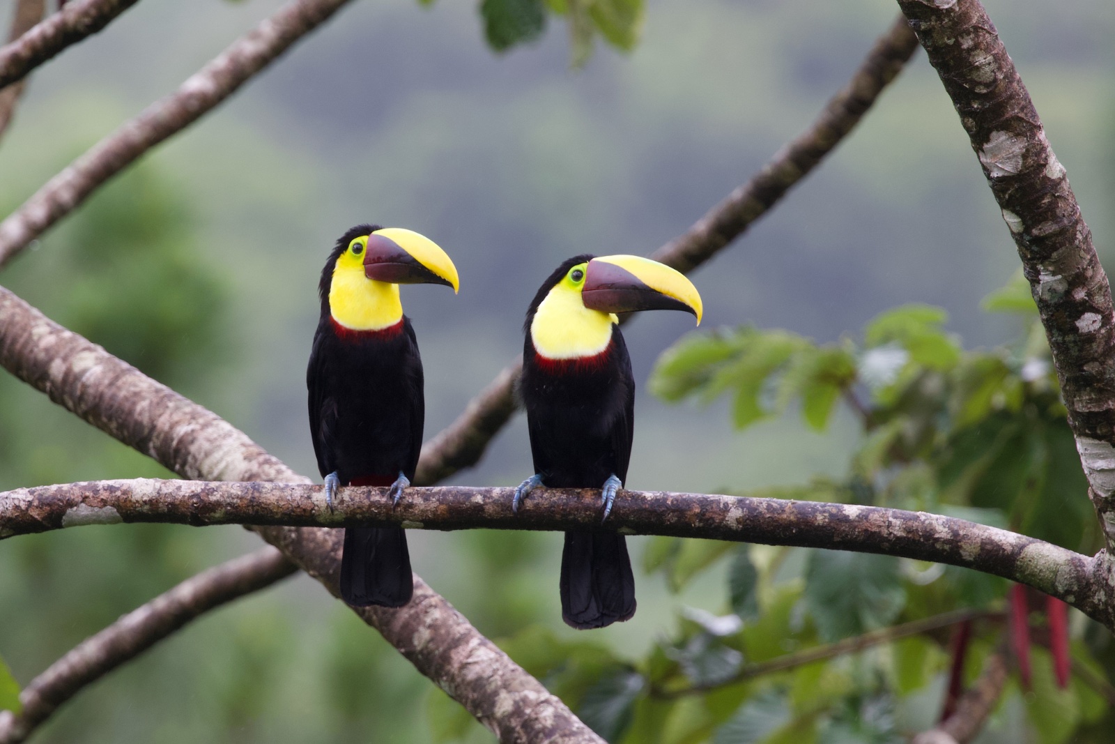 Solve A pair of Costa Rican toucans jigsaw puzzle online with 40 pieces