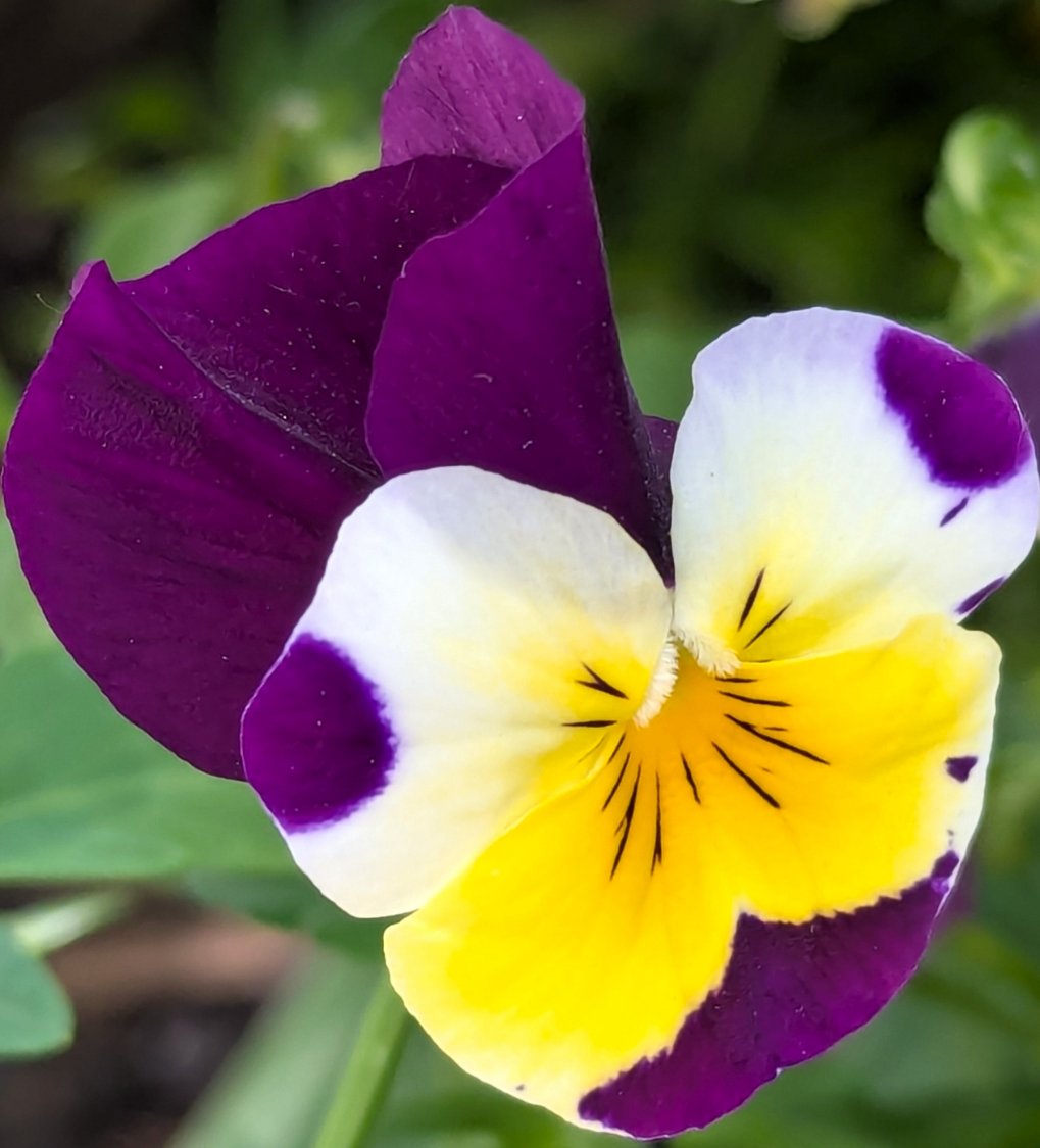 Solve Stiefmütterchen, rotviolett gelb jigsaw puzzle online with 9 pieces