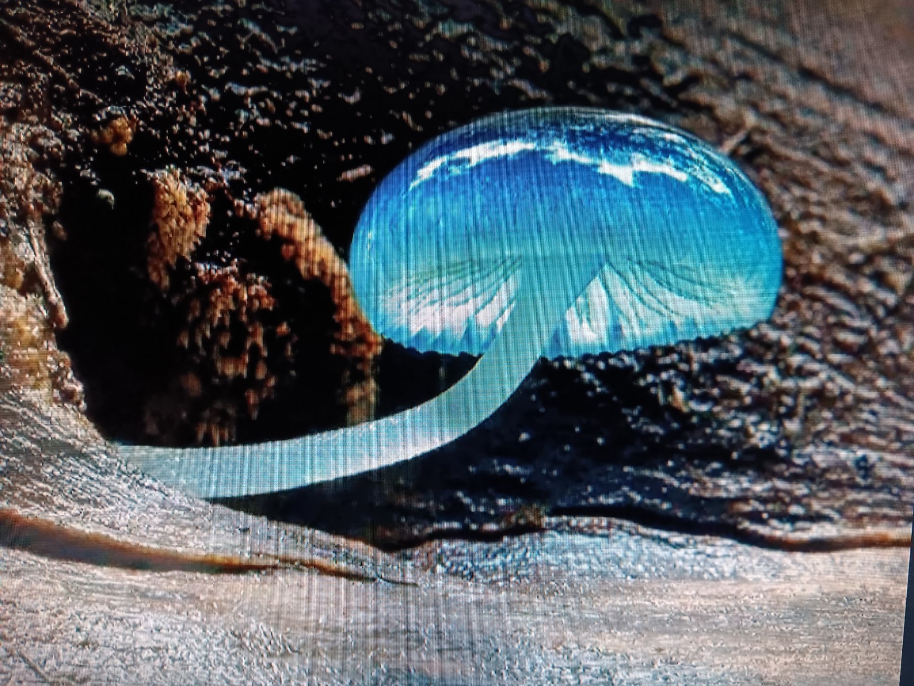 Solve Blue Mycene mushroom-pixies parasol jigsaw puzzle online with 63 ...