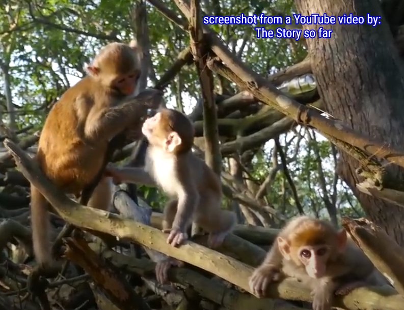 Solve Rena, Chucky, and Mikey playing in the trees jigsaw puzzle online ...