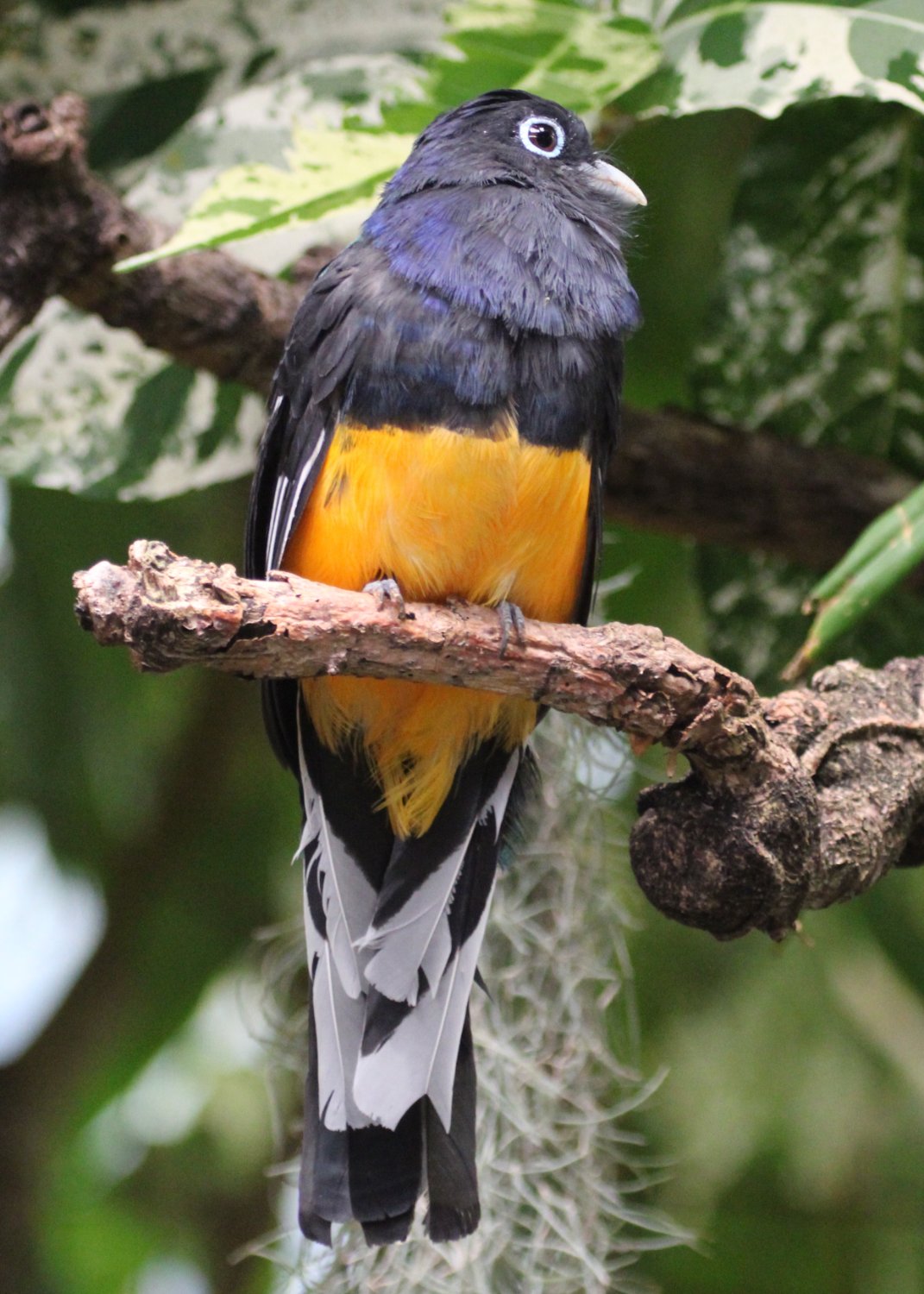 Solve Green-backed Trogon in Hummingbird Aviary at the Zoo, San Diego ...