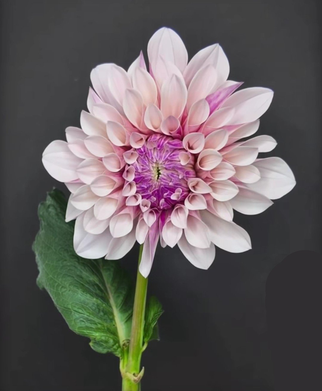 Solve Dahlia jigsaw puzzle online with 168 pieces