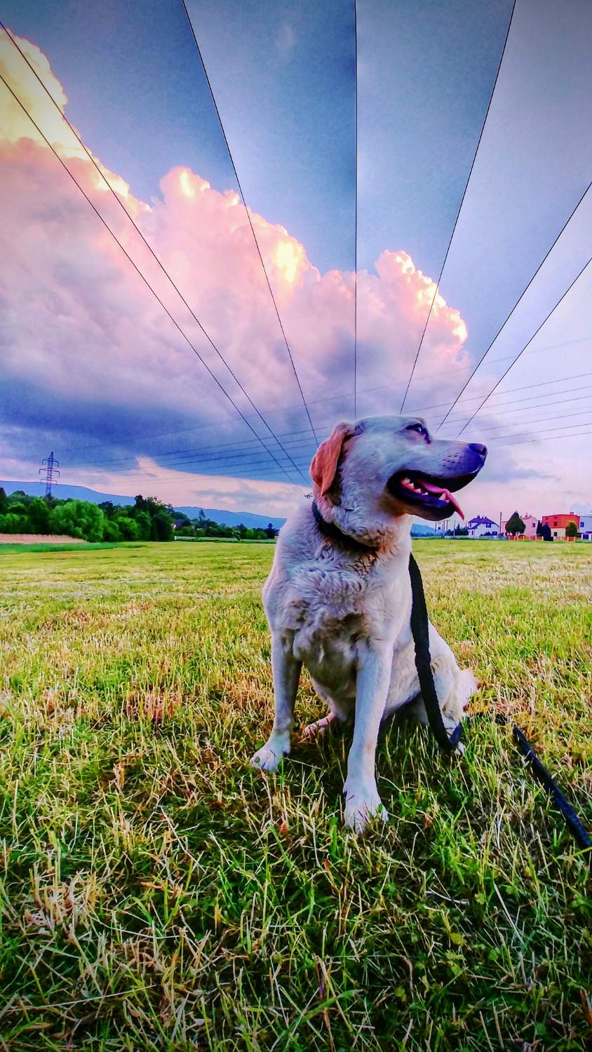 solve-dog-god-jigsaw-puzzle-online-with-84-pieces