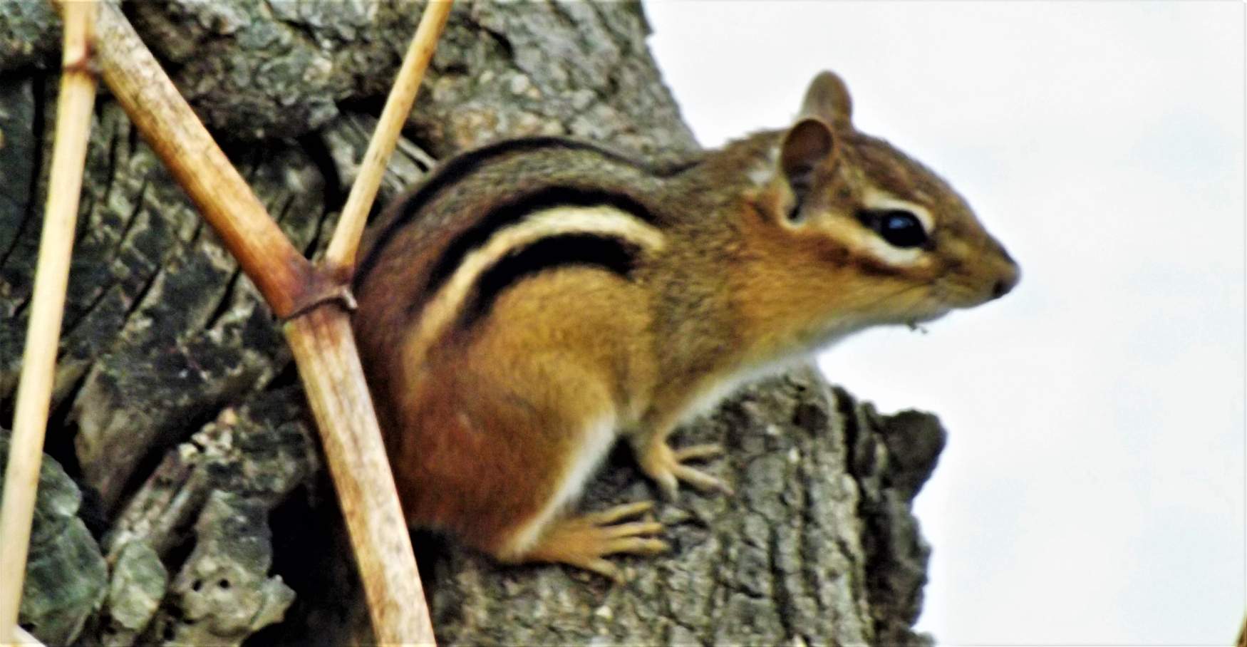 Solve cute chipmunk jigsaw puzzle online with 98 pieces