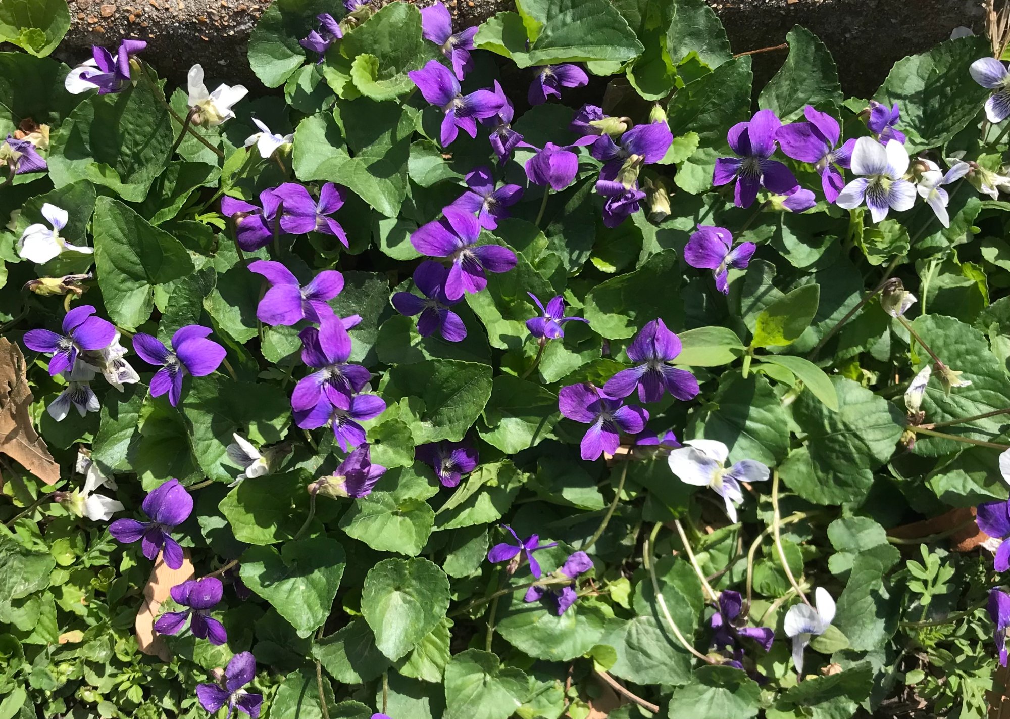 Jigsaw Puzzle | 176 pieces | Curb-side Violets (large) | Jigidi