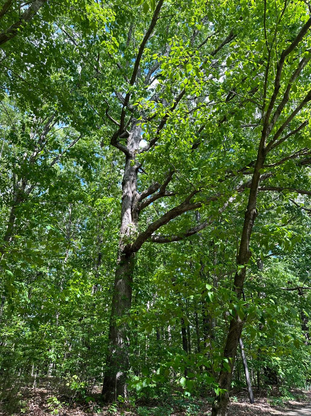 Jigsaw Puzzle | 88 pieces | The Grabbing Tree | Jigidi