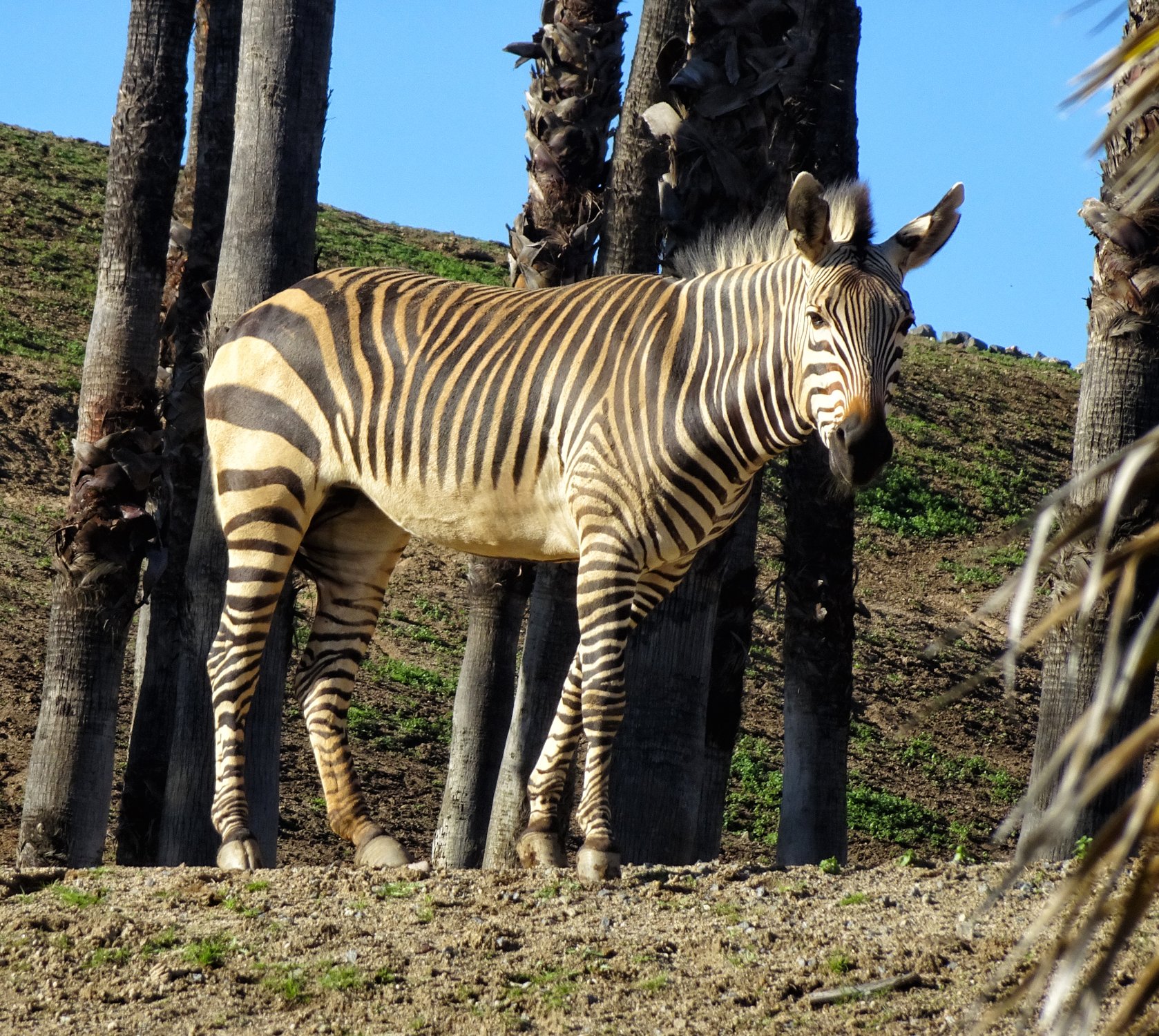 Solve Safari Park - Zebra jigsaw puzzle online with 156 pieces