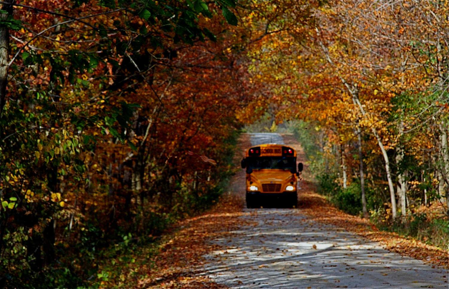 Jigsaw Puzzle | 77 pieces | Schoolbus on Spooky /Hollow Road | Jigidi