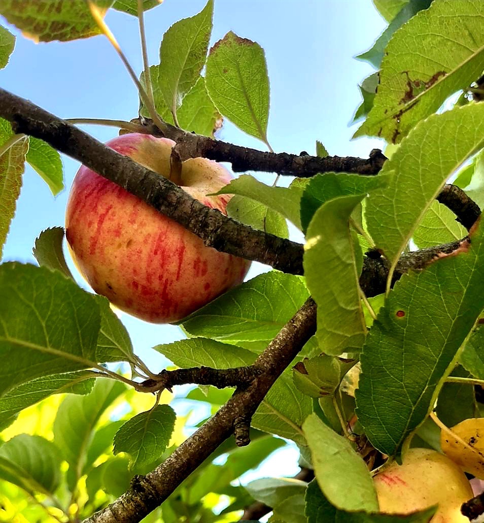 Solve Apple jigsaw puzzle online with 42 pieces