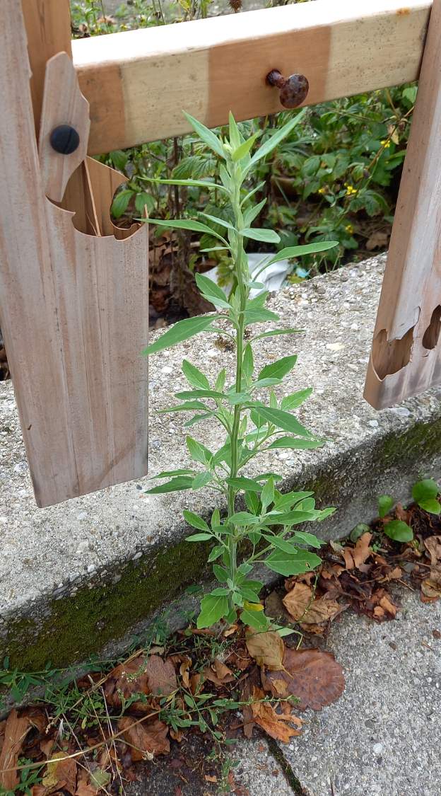 Solve Urban Biodiversity jigsaw puzzle online with 28 pieces