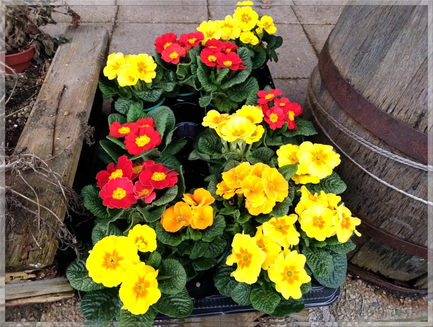 Solve A friend bought them and will plant them tomorrow - Kamarádka je ...