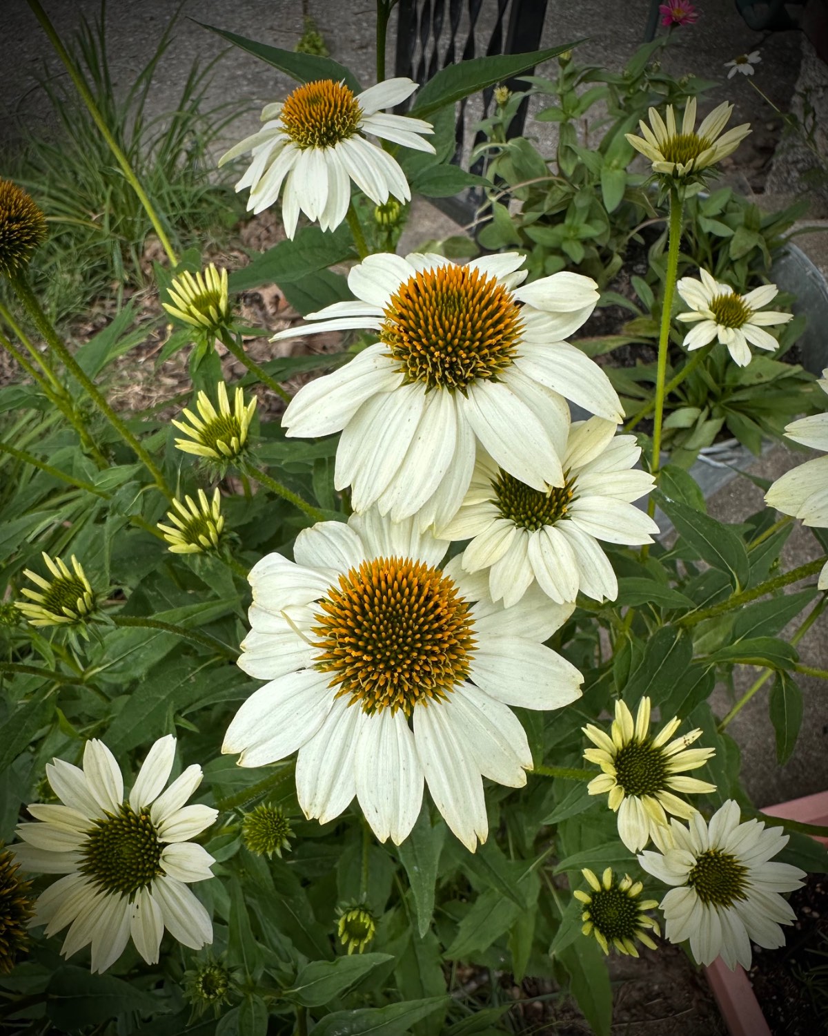 Solve Cone Flowers jigsaw puzzle online with 396 pieces