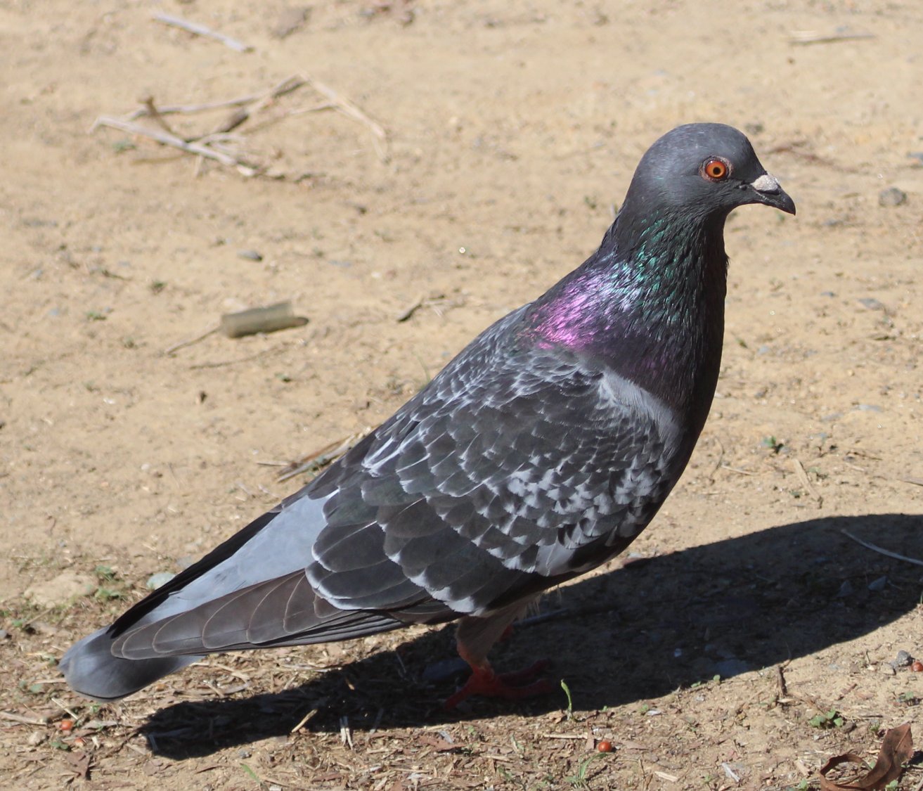 Solve Pigeon, Robb Field, Ocean Beach (San Diego), California jigsaw ...