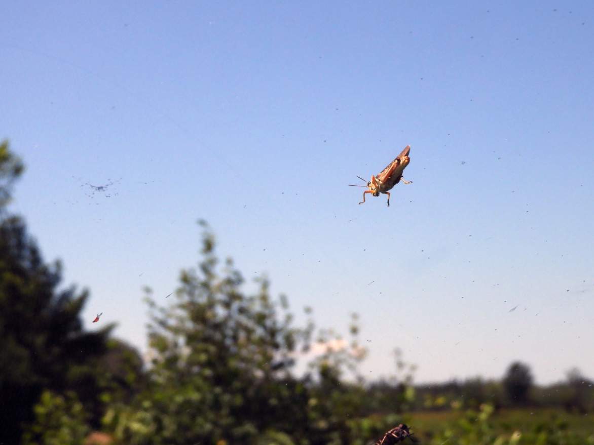 Solve The dreaded giant flying grasshopper!! jigsaw puzzle online with ...