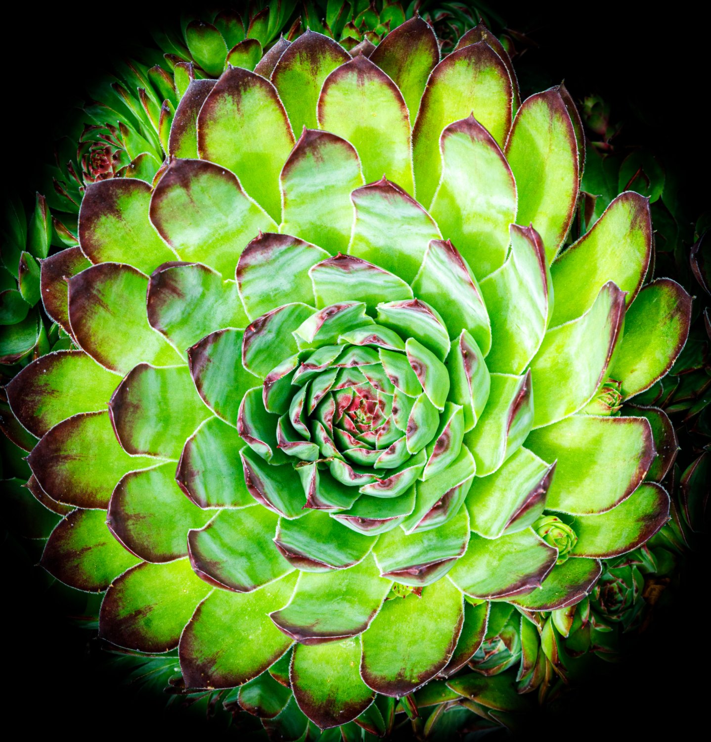 Solve SUCCULENT PLANT UP CLOSE jigsaw puzzle online with 72 pieces