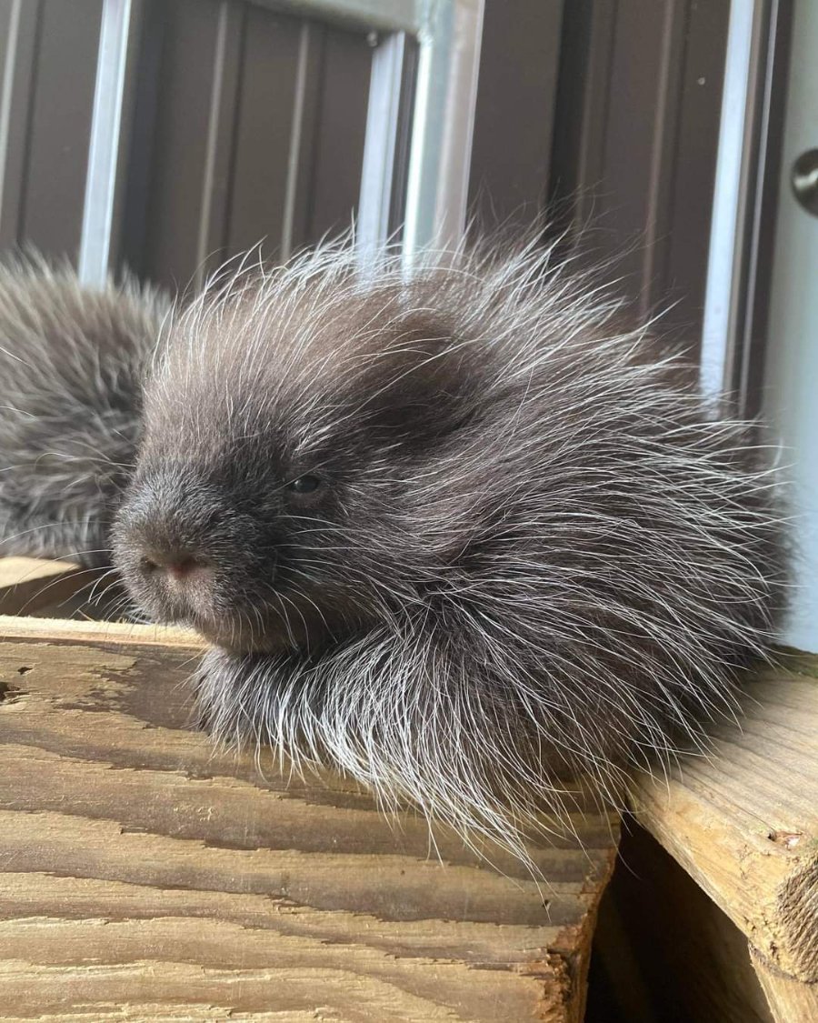 Solve A Solitude of Porcupine jigsaw puzzle online with 12 pieces