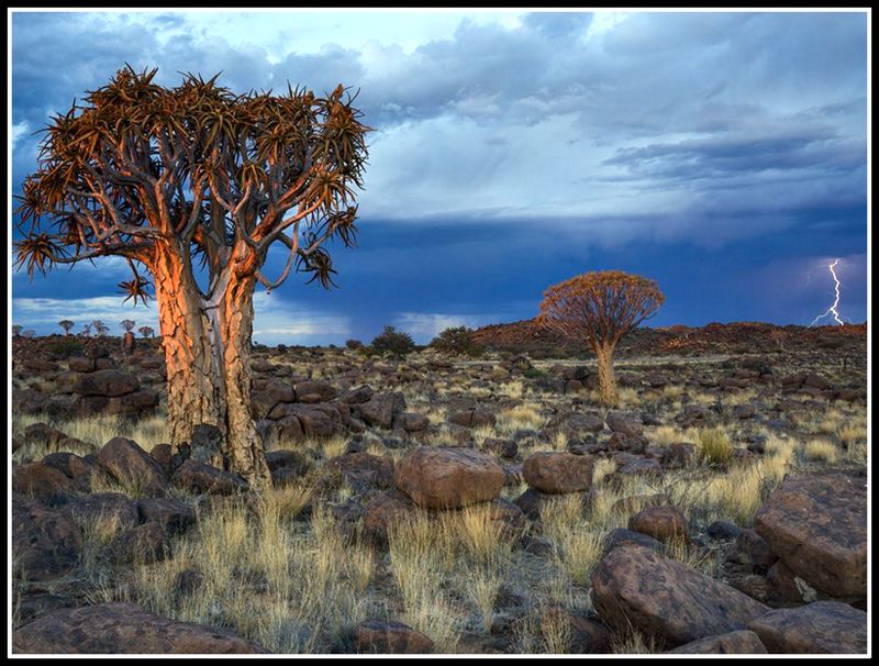 Solve Quiver Trees, Namibia jigsaw puzzle online with 48 pieces