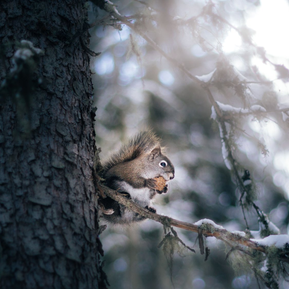 Solve Canadian Rockies in winter - squirrel jigsaw puzzle online with 9 ...
