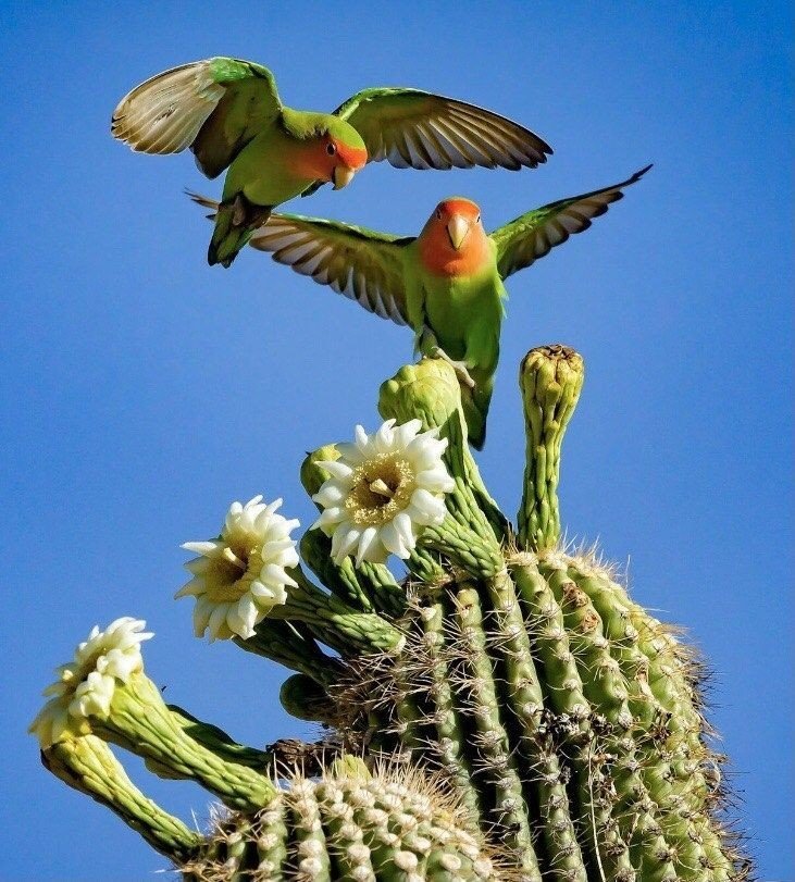 Solve Lovebirds jigsaw puzzle online with 156 pieces